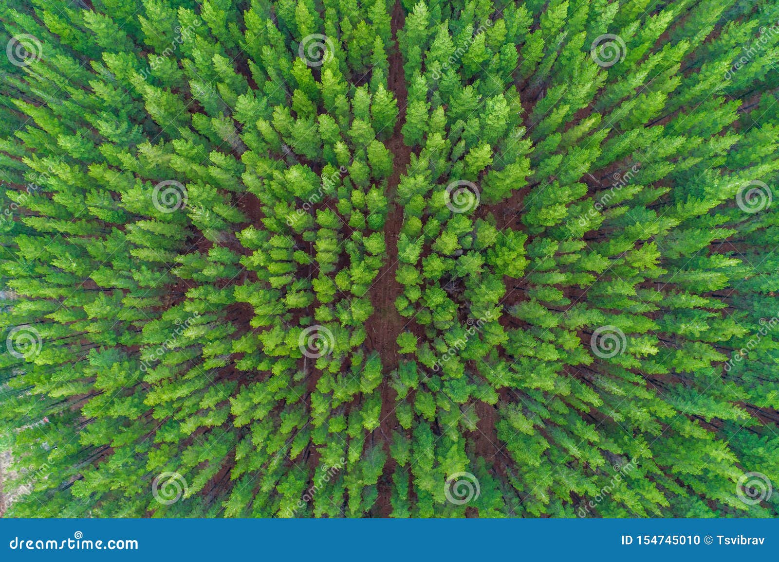 View of Rows of Pine Tree Tops. Stock Photo - Image of high, victoria ...