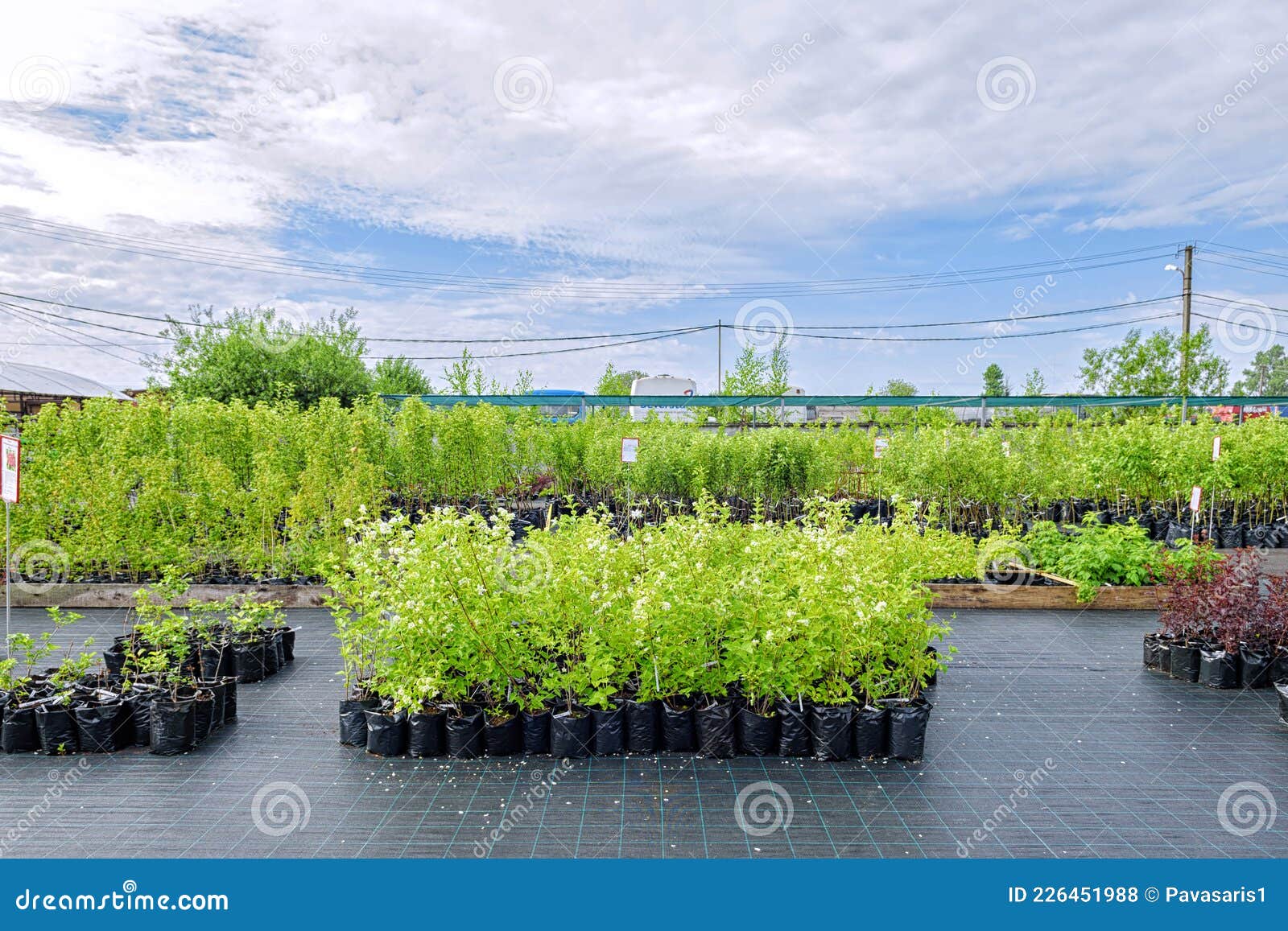 View in the Rows of a Tree Nursery with Numerous Fruit Trees and Shrubs ...
