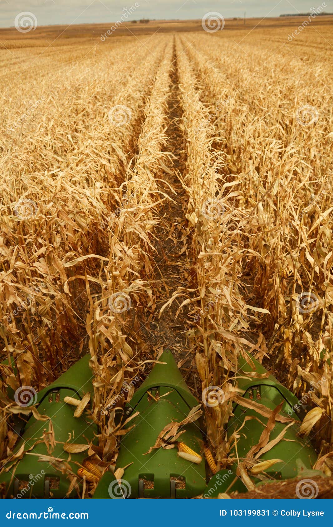 View of Rows of Uncut Maize and a Cutter Bar Stock Image - Image of ...