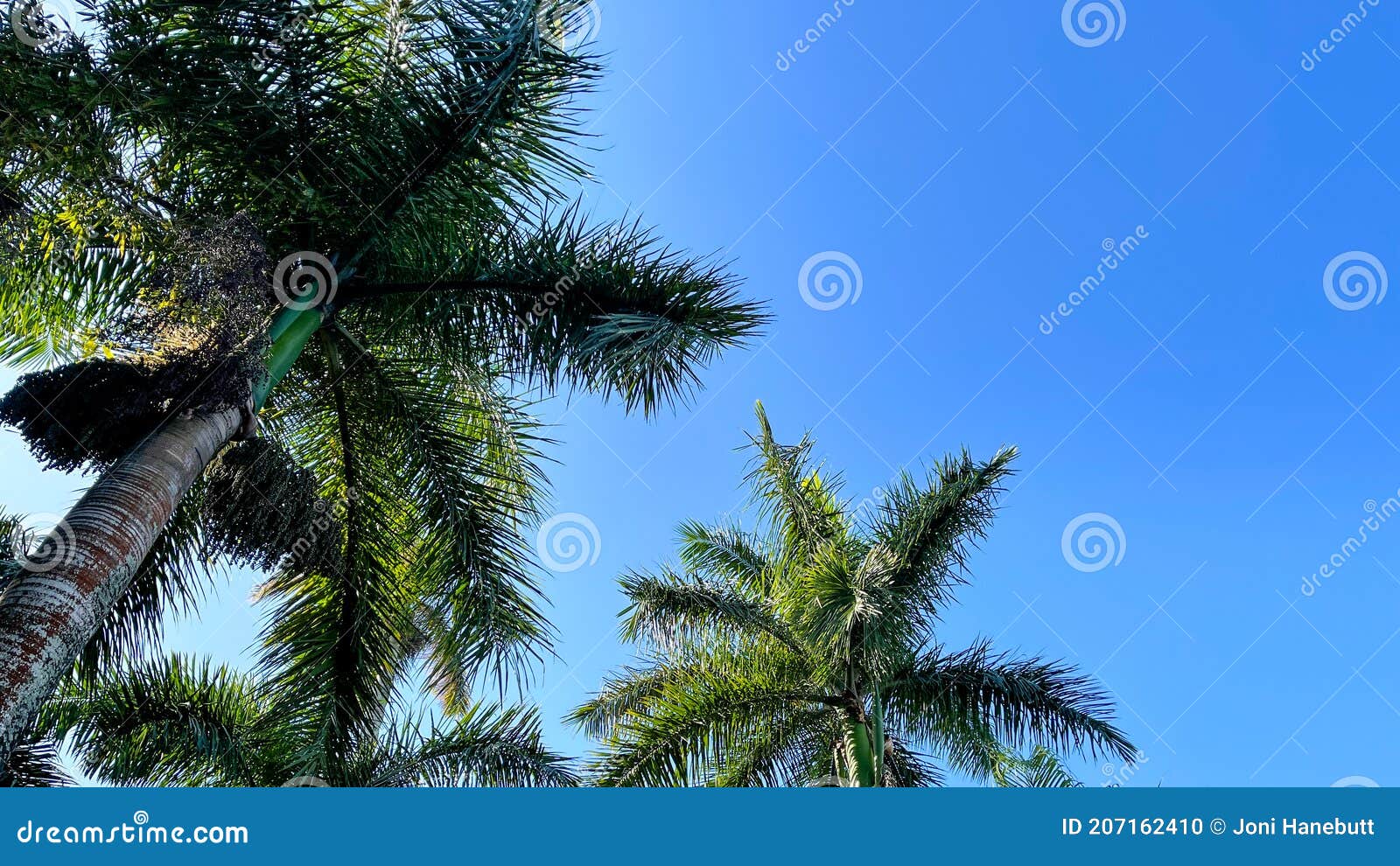 A View of Royal Palm Trees from the Base Stock Photo - Image of city ...