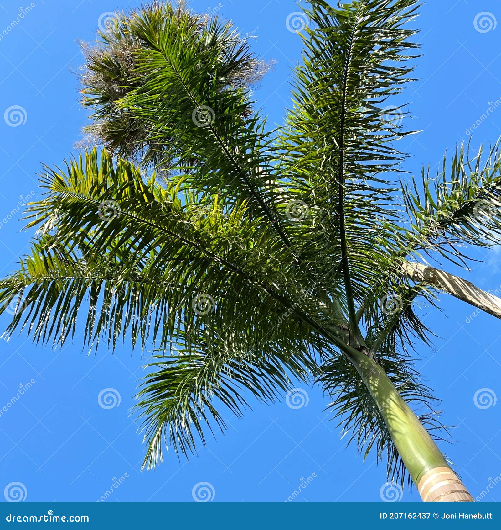 A View of Royal Palm Trees from the Base Stock Image - Image of botanic ...