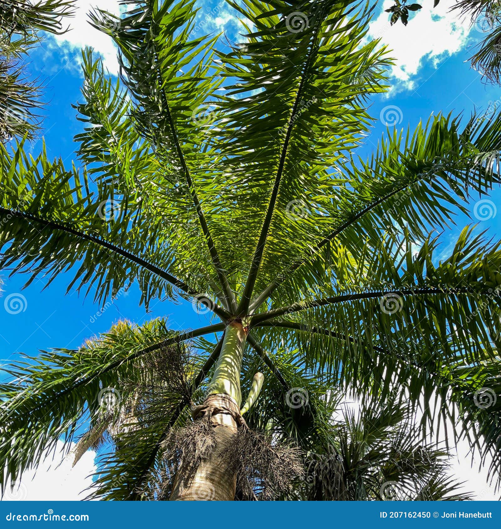 A View of Royal Palm Trees from the Base Stock Photo - Image of ...