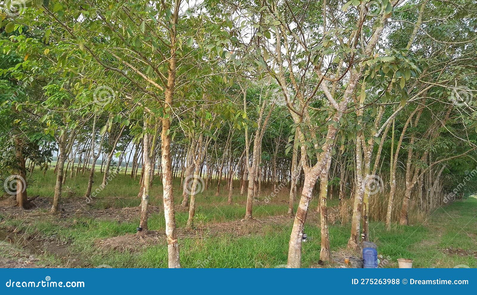 A View of a Rubber Plantation in a Rice Field Area Stock Photo - Image ...