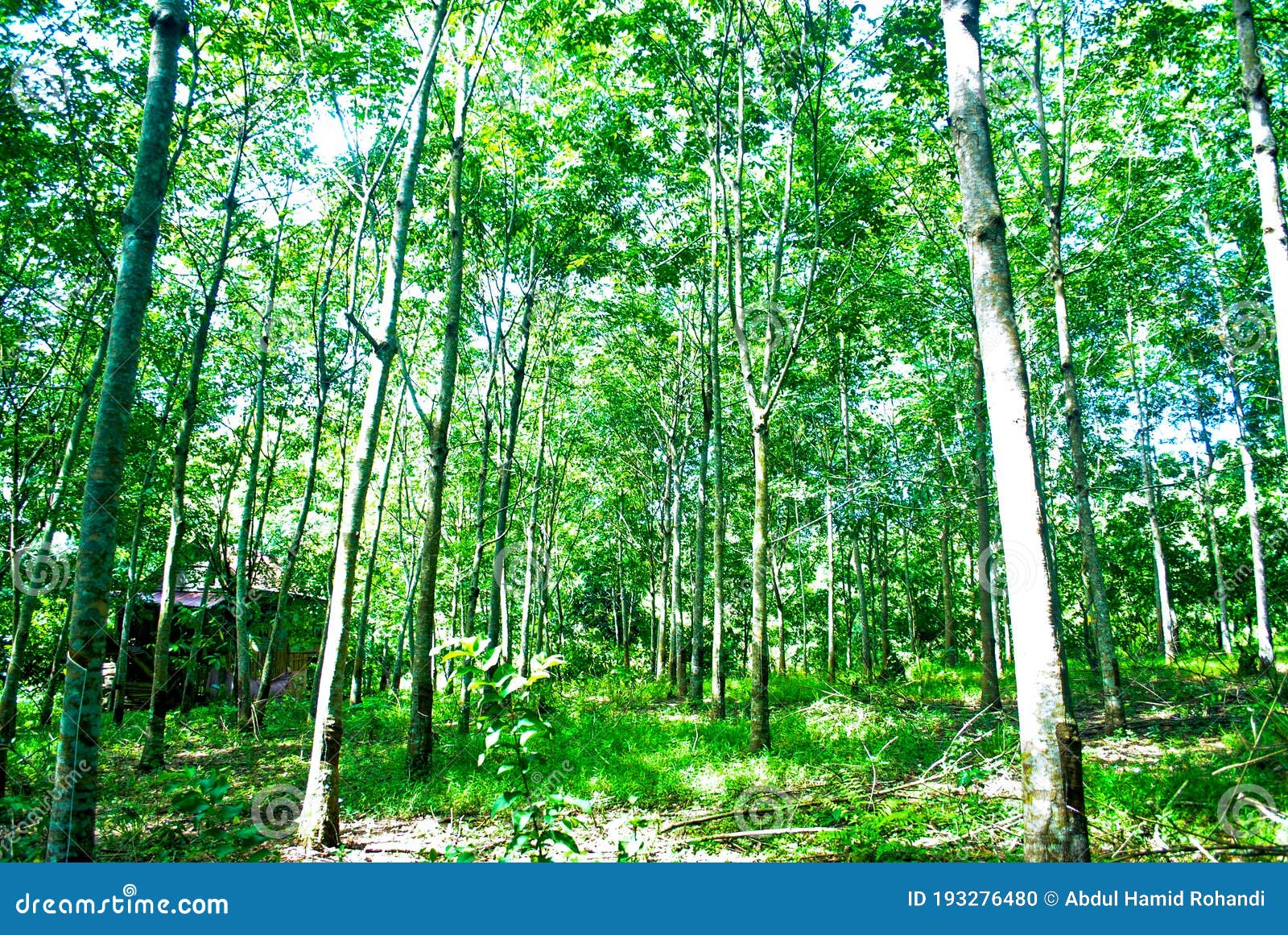 View of Rubber Trees in Forest. Rubber Tree Plantation Background Stock ...