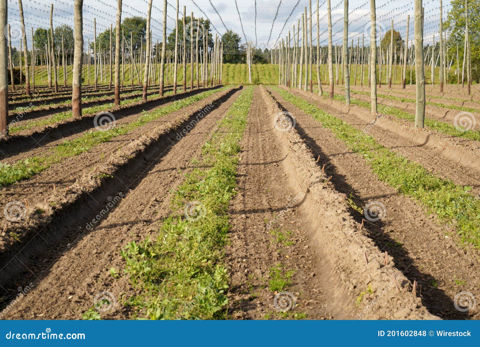 View of a Rural Scene with a Mowed Field on a Sunny Spring Day Stock ...