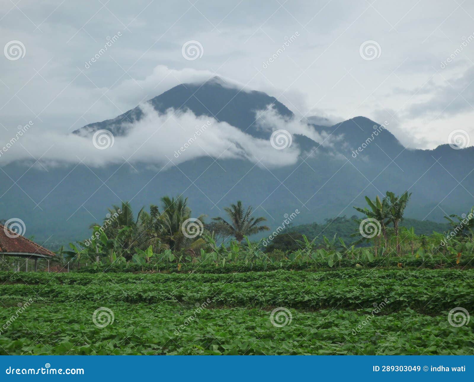 View of Salak Mountain in Bogor, West Java Stock Image - Image of view, highland: 289303049