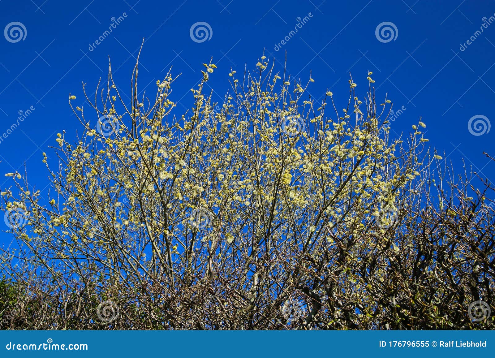 View on Sallow Tree with First Blossoms Appear in Spring Time - Germany ...