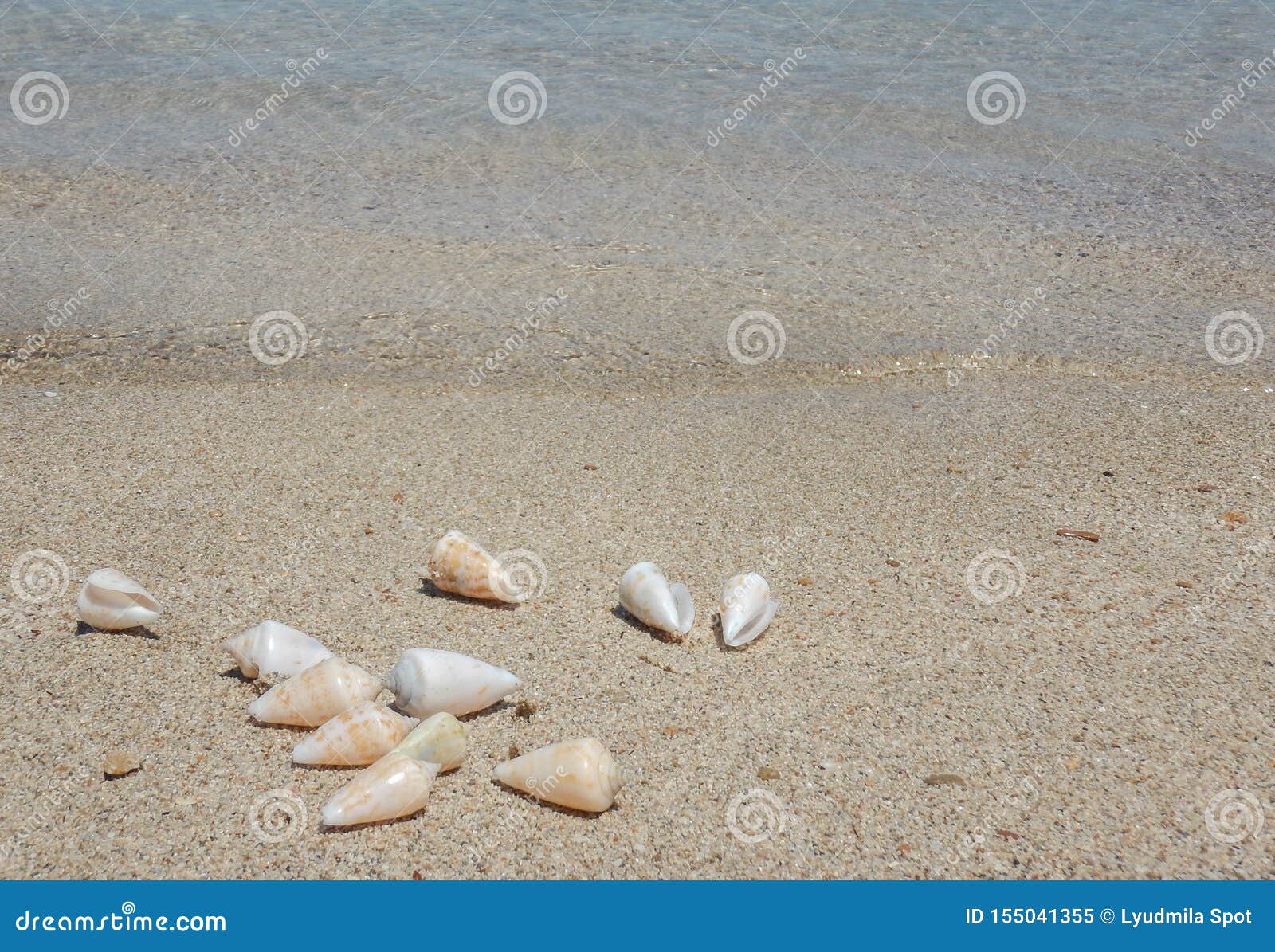 View of the Sandy Beach. Shells in the Sand Stock Image - Image of ...