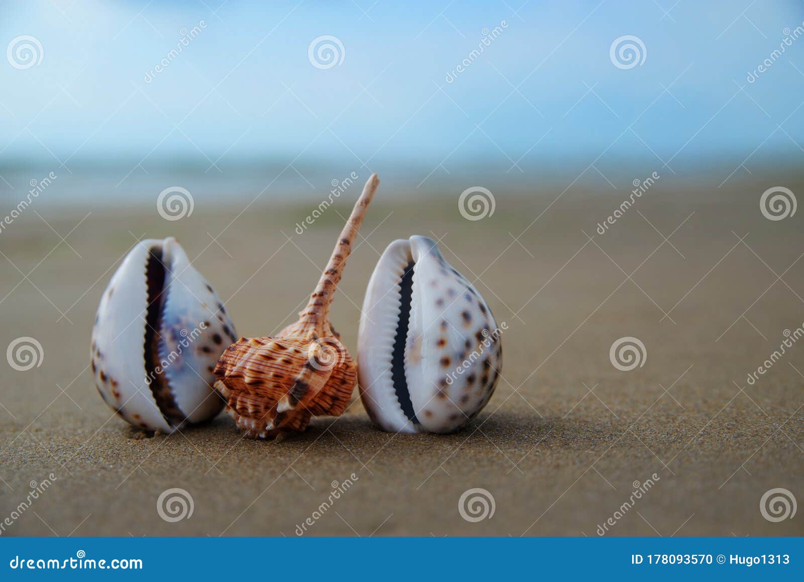 View of the Sandy Beach. Shells in the Sand. Travel and Tourism Concept ...