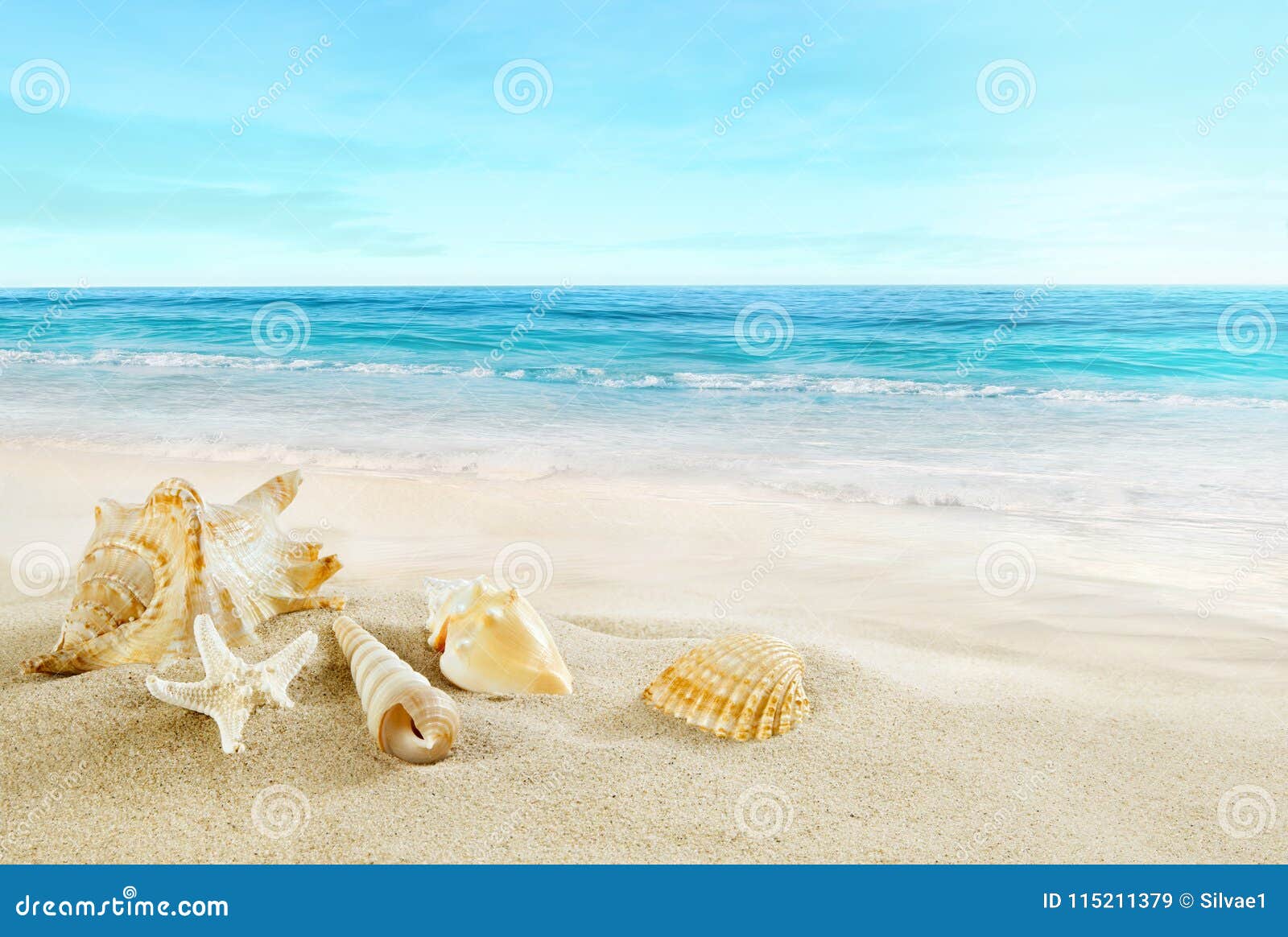Tropical Beach. Shells on the Sand. Stock Image - Image of sand ...