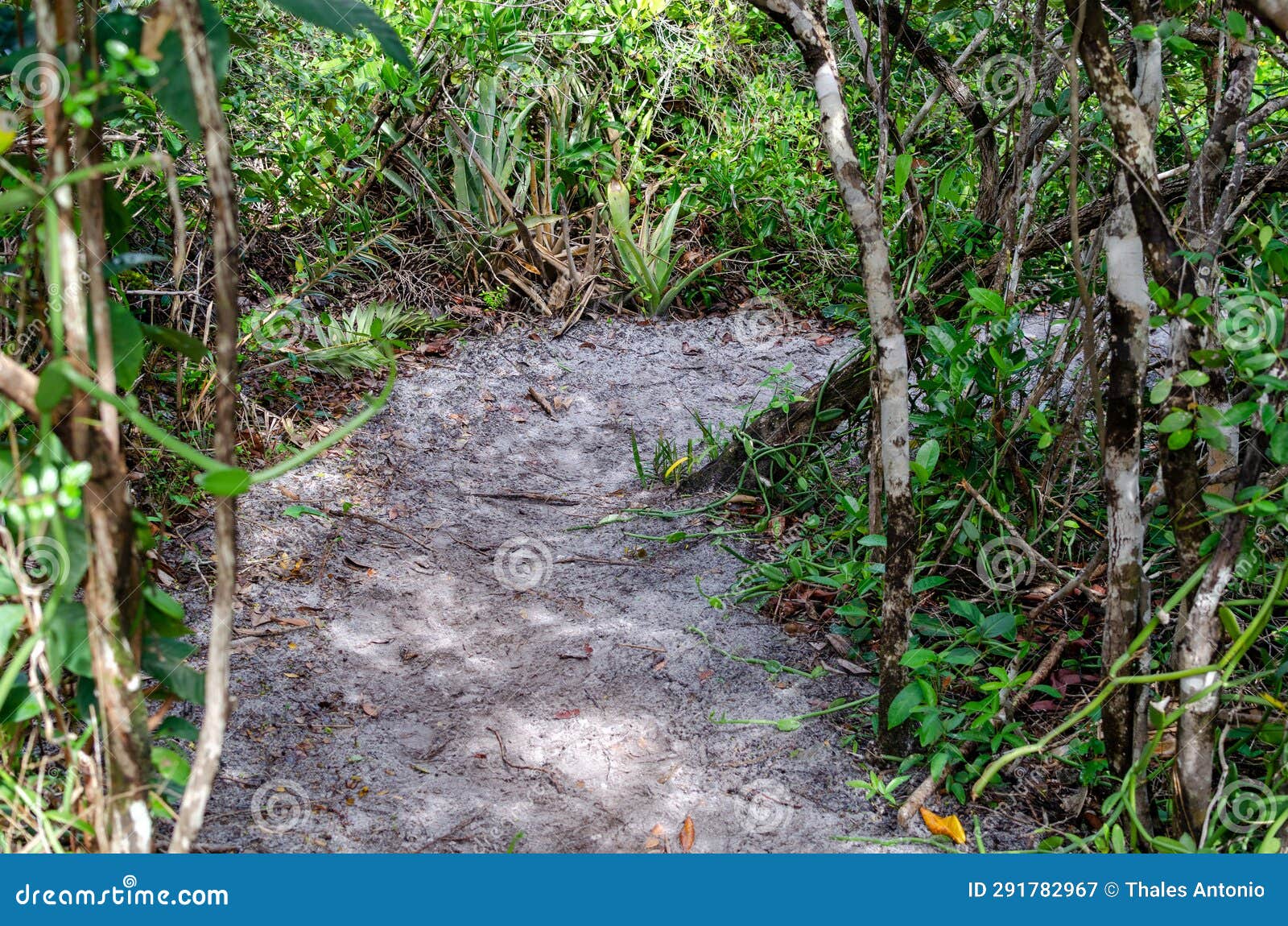 View of a Sandy Path between Trees in a Forest. Environment and ...