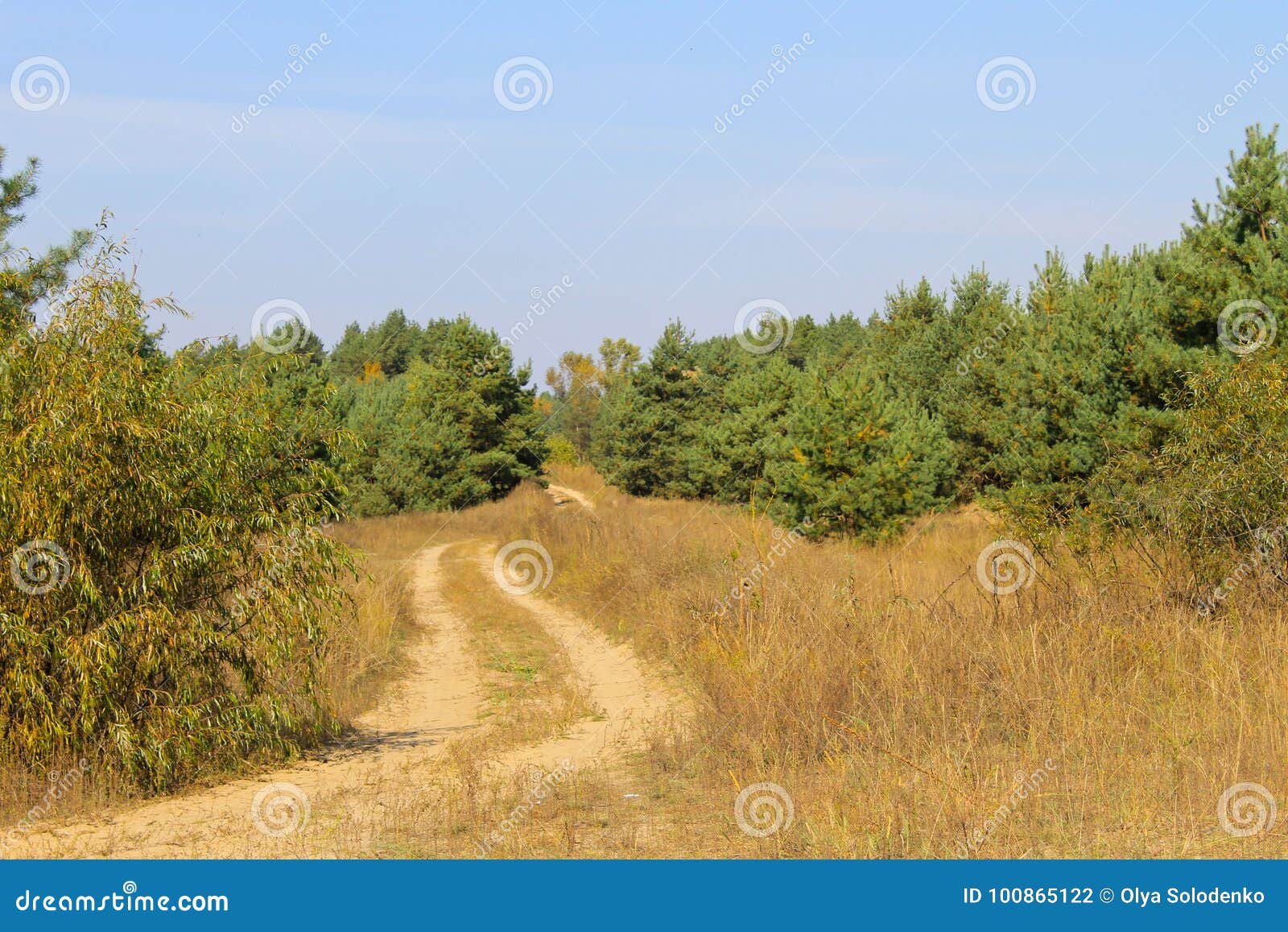 Sandy road in pine forest stock photo. Image of background - 100865122