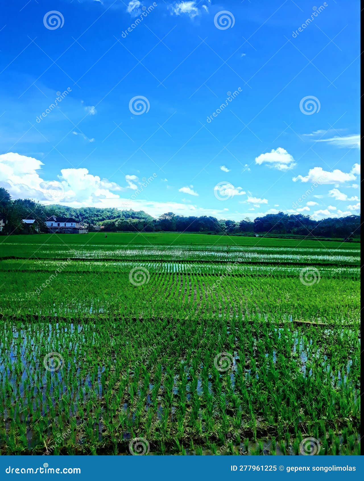 View sawah stock image. Image of plant, sunlight, agriculture - 277961225