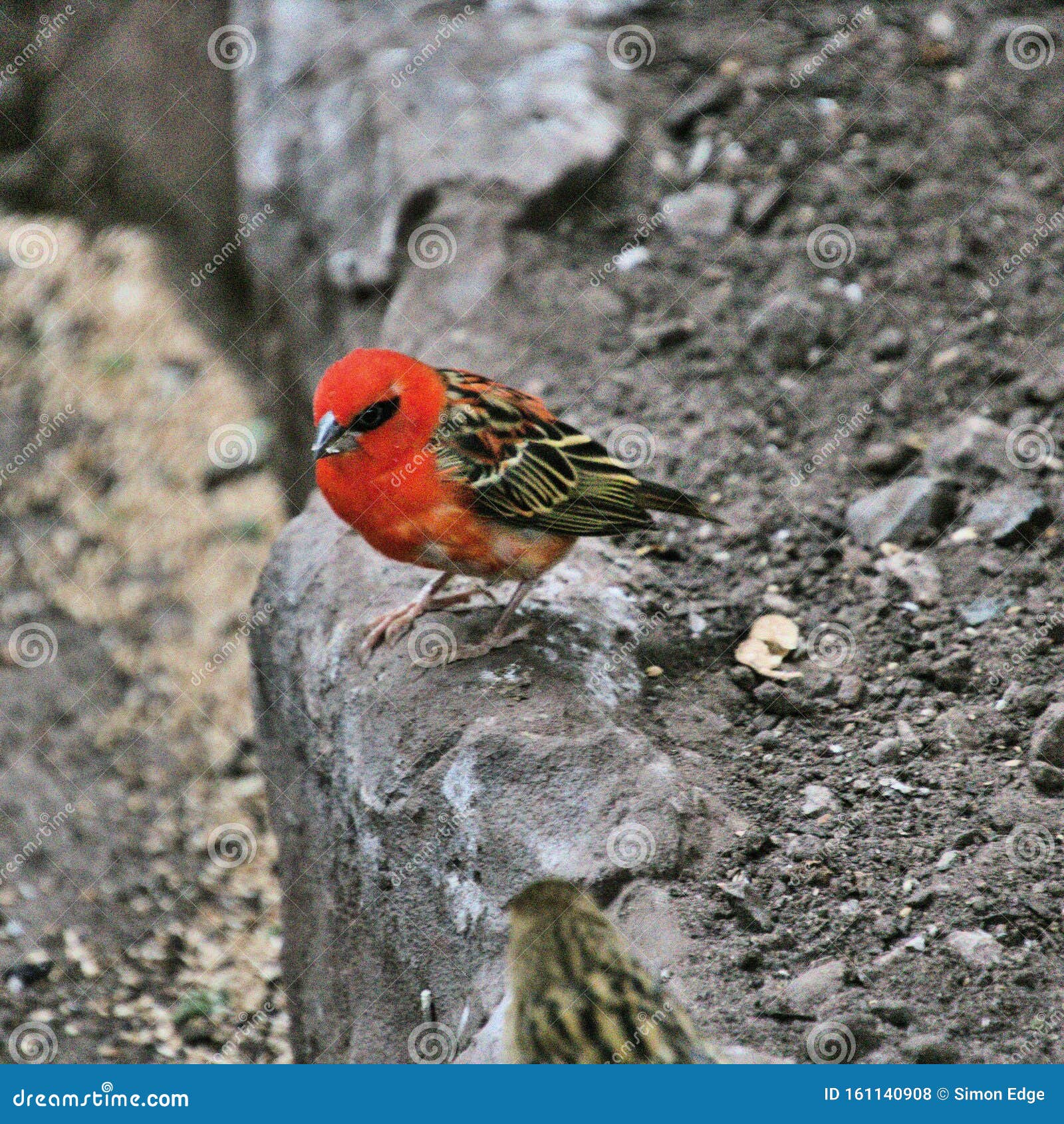 Scarlet Finch, Carpodacus Sipahi, Mandal, Uttarakhand, India Stock ...