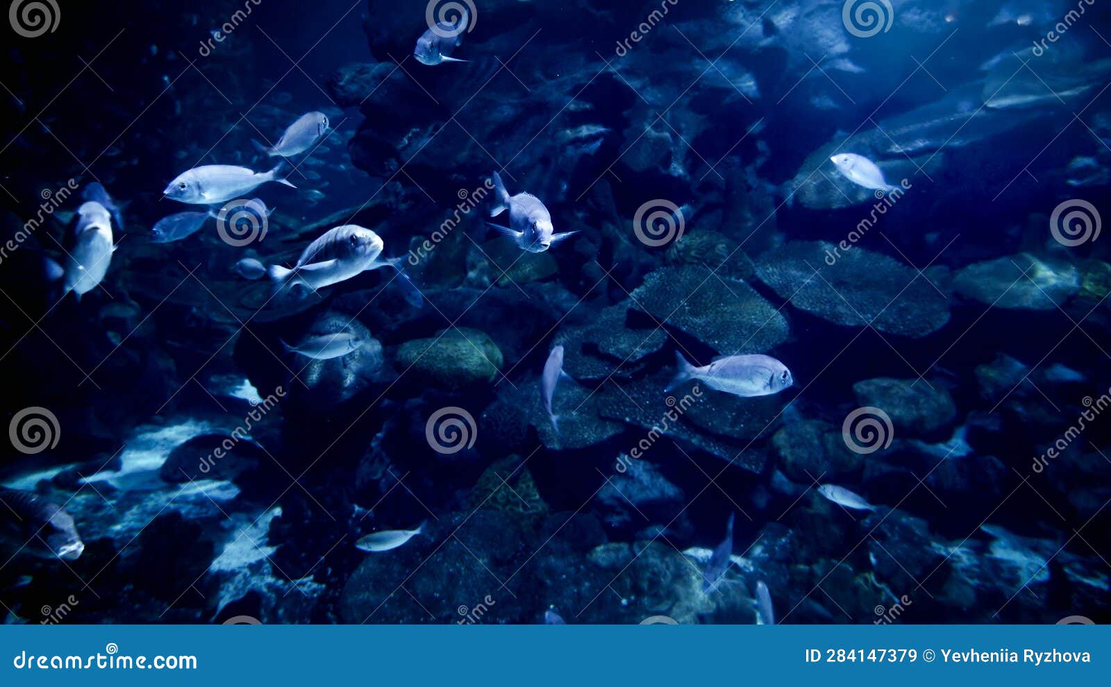 View from the Sea Bottom on School of Fish Swimming Beneath Sea Surface ...