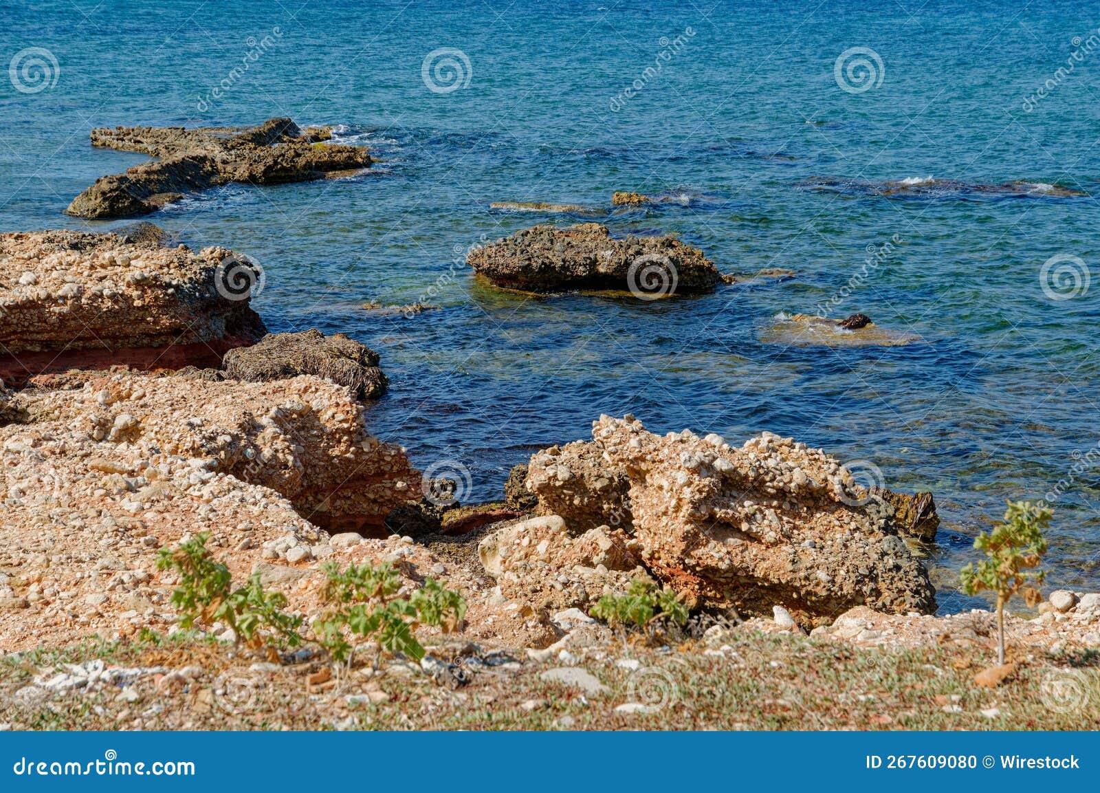 View of the Sea and the Coastal Cliff Stock Photo - Image of plant ...