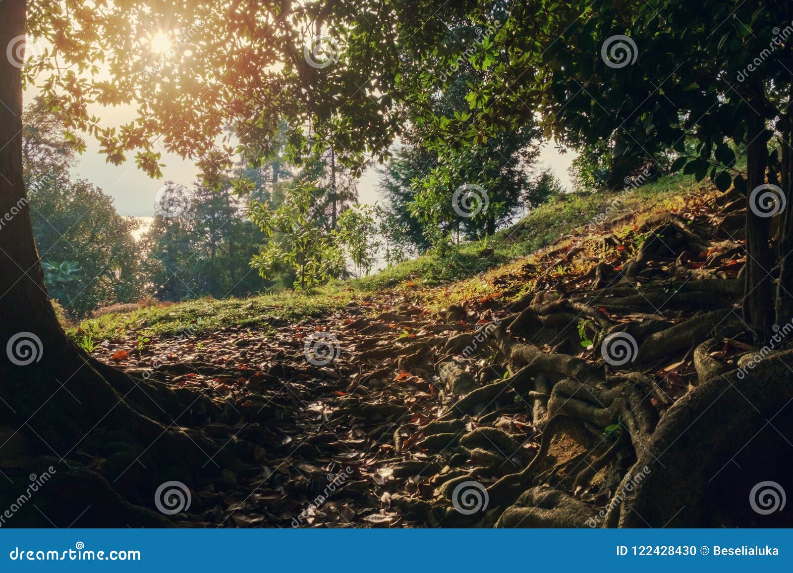 View of the Sea from the Forest Stock Photo - Image of green, sunset ...