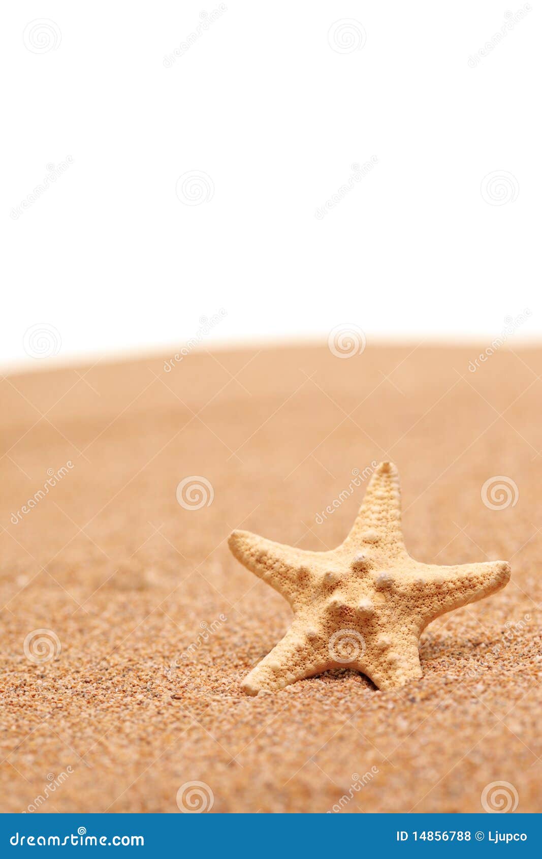 A View of a Sea Star on a Sandy Beach Stock Photo - Image of abstract ...