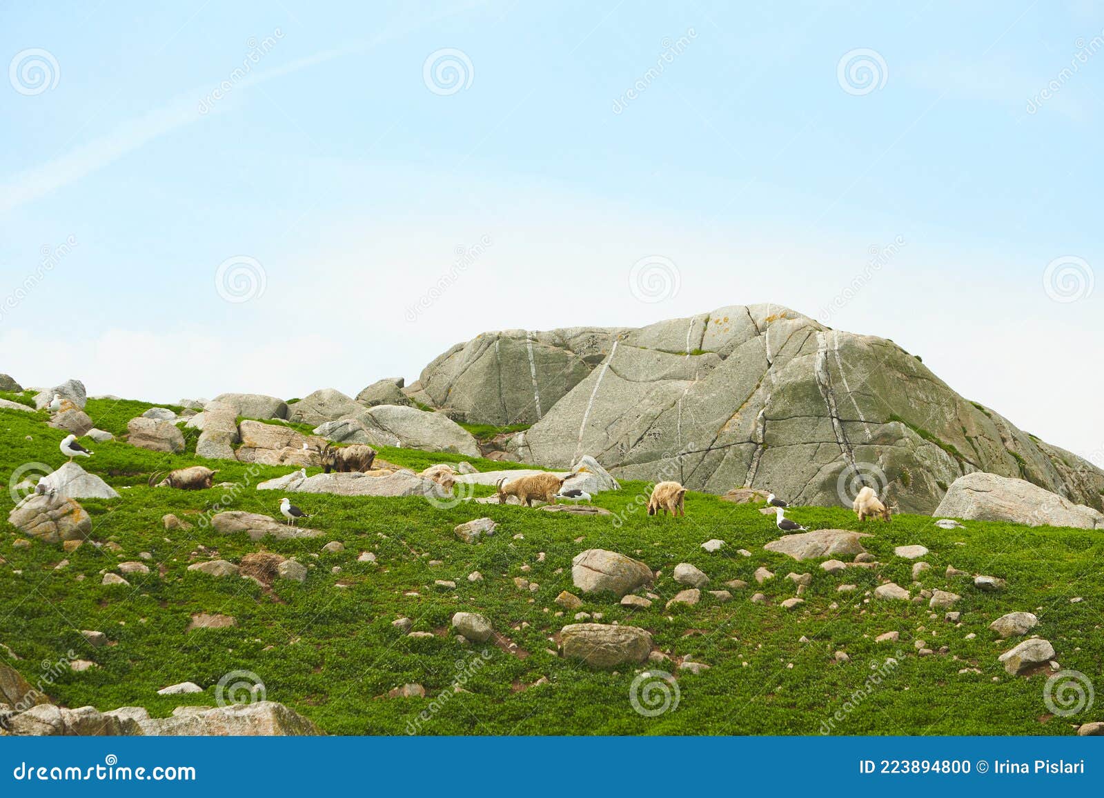 View from the Sea To the Greeny Cliffs with Exotic Trees, Moss and Blue ...