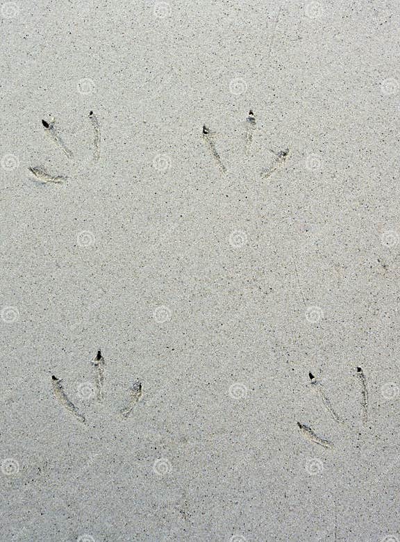 View of seagull footprint stock image. Image of footprint - 277667331