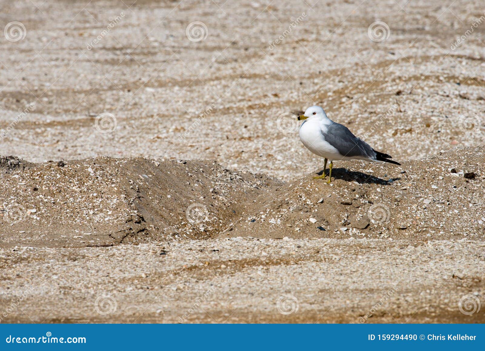 View of a Seagull Walking on Sandy Beach Stock Photo - Image of lone ...