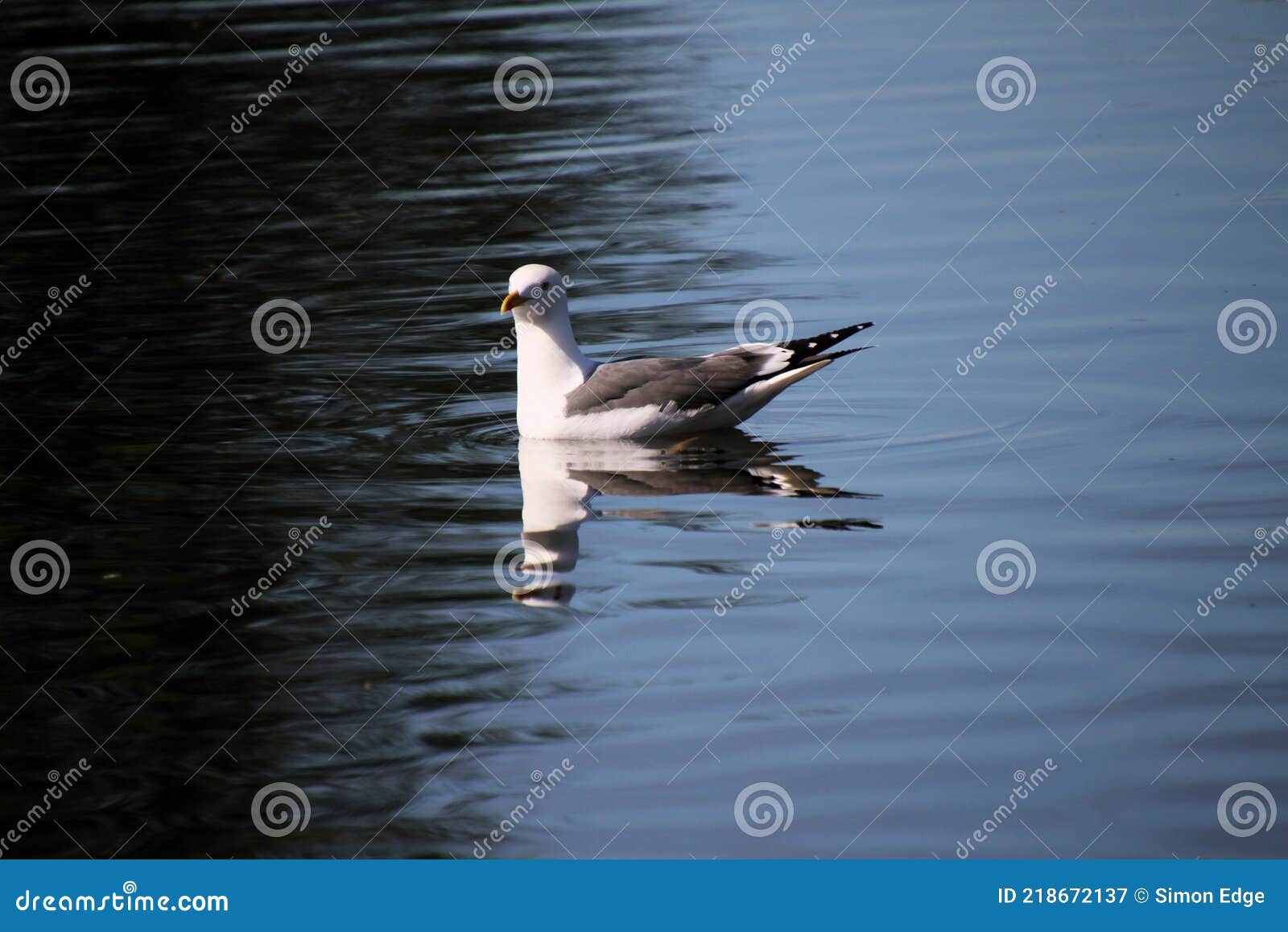 A view of a Seagull stock image. Image of nest, feather - 218672137