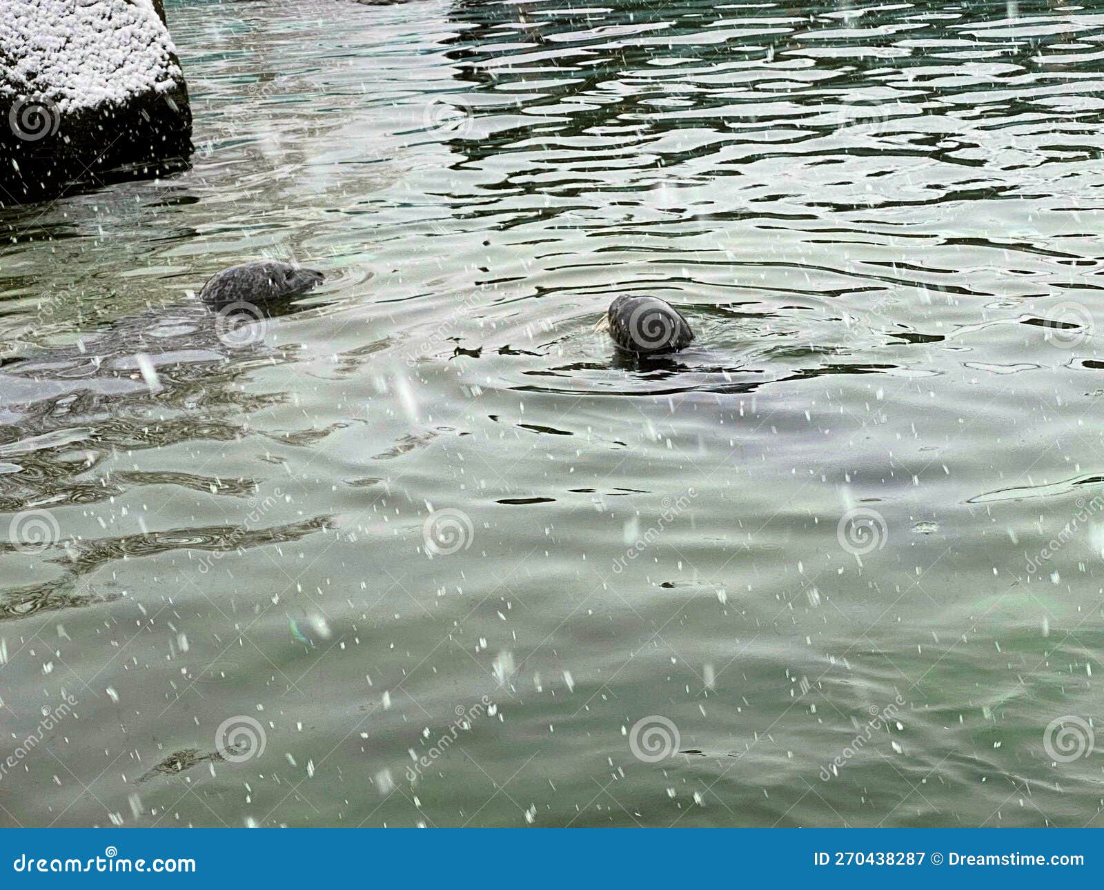 A view of a Seal in a pool stock image. Image of pool - 270438287