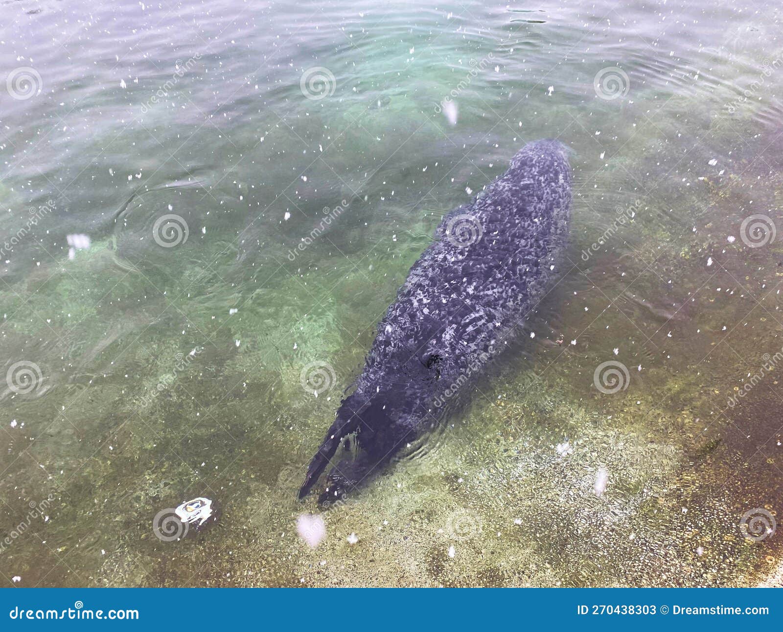 A view of a Seal in a pool stock image. Image of mammal - 270438303