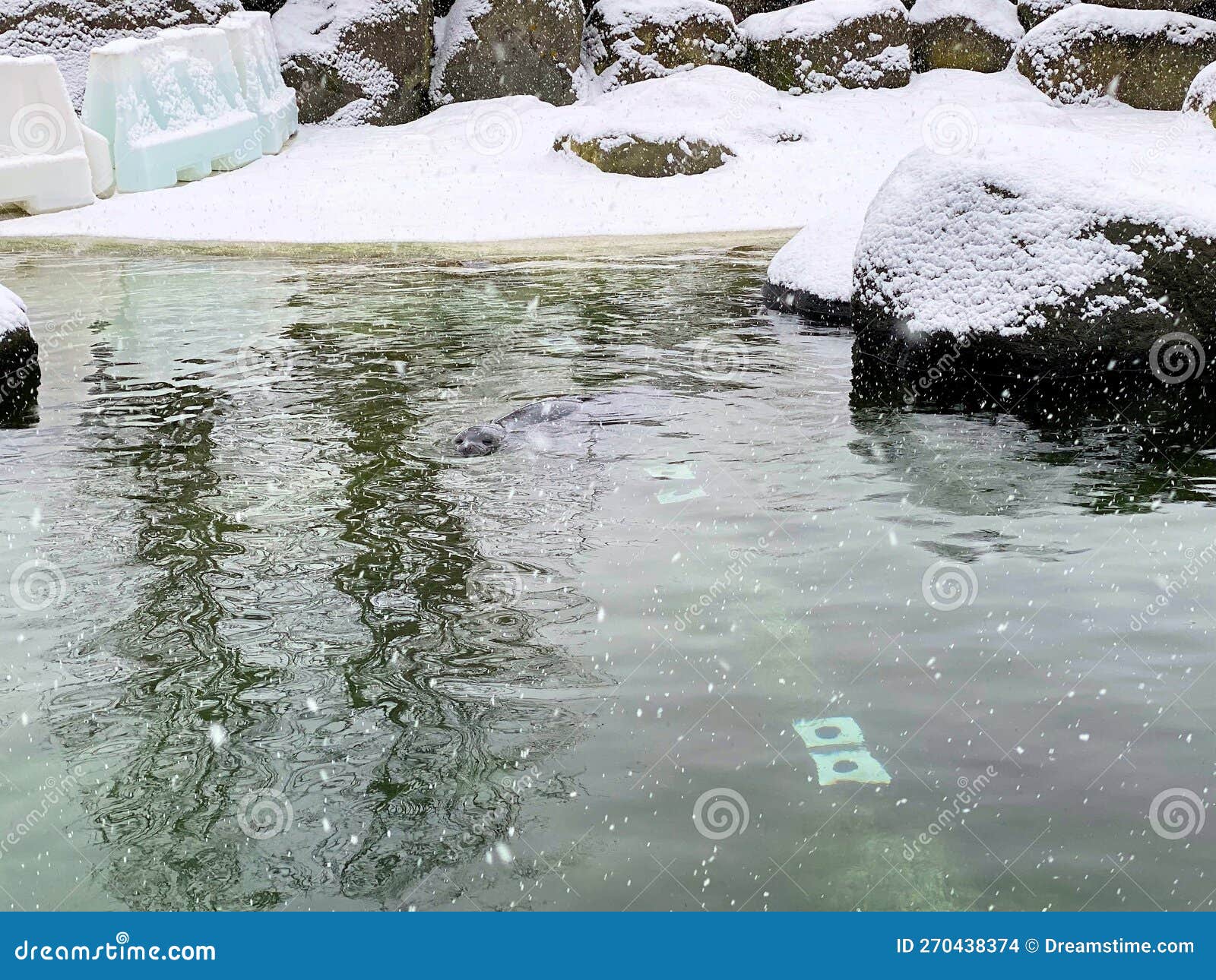 A view of a Seal in a pool stock photo. Image of view - 270438374