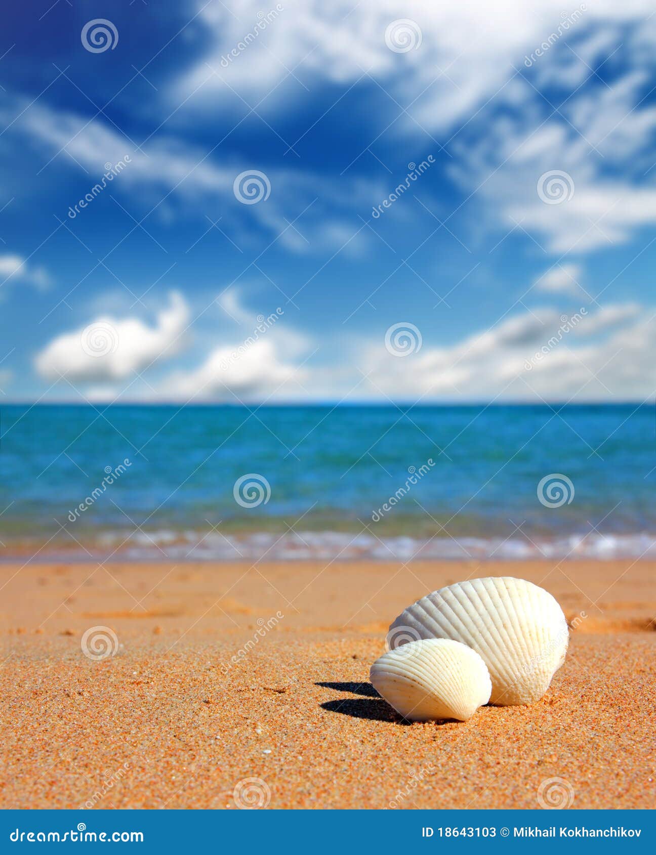 View on seashells on beach stock image. Image of beach - 18643103