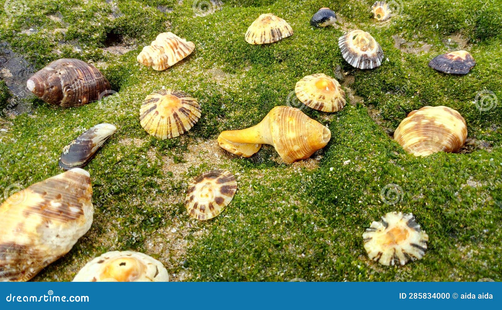 View of Seashells on Rocks Covered with Green Algae Stock Photo - Image ...