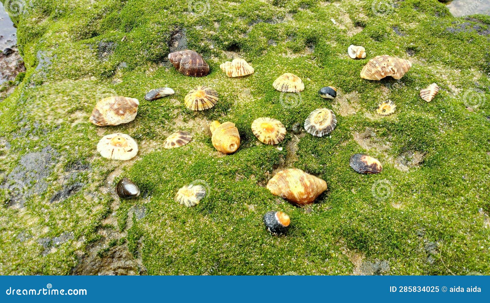 View of Seashells on Rocks Covered with Green Algae Stock Image - Image ...