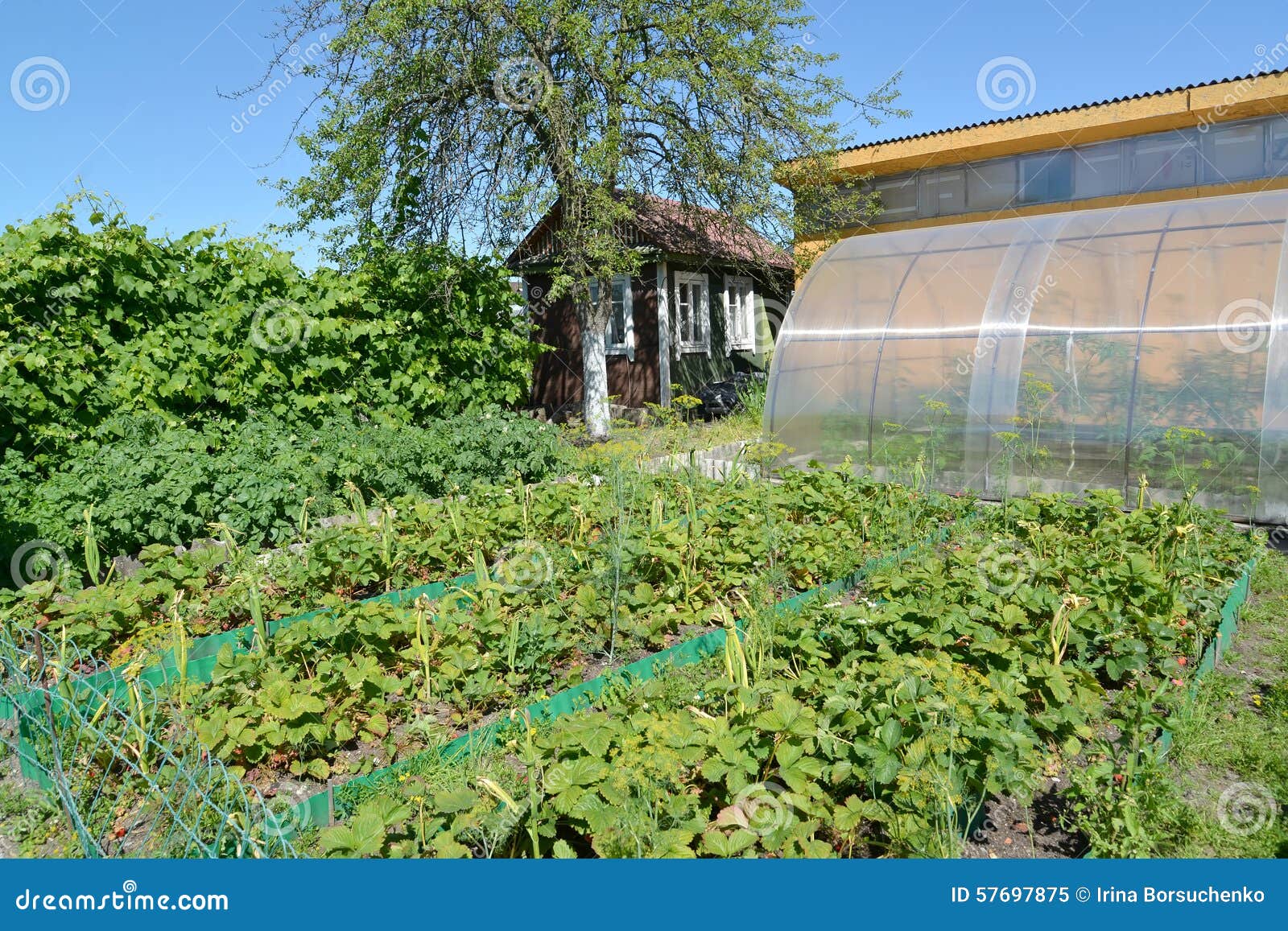 View of the Seasonal Dacha in the Summer Stock Image - Image of soil ...