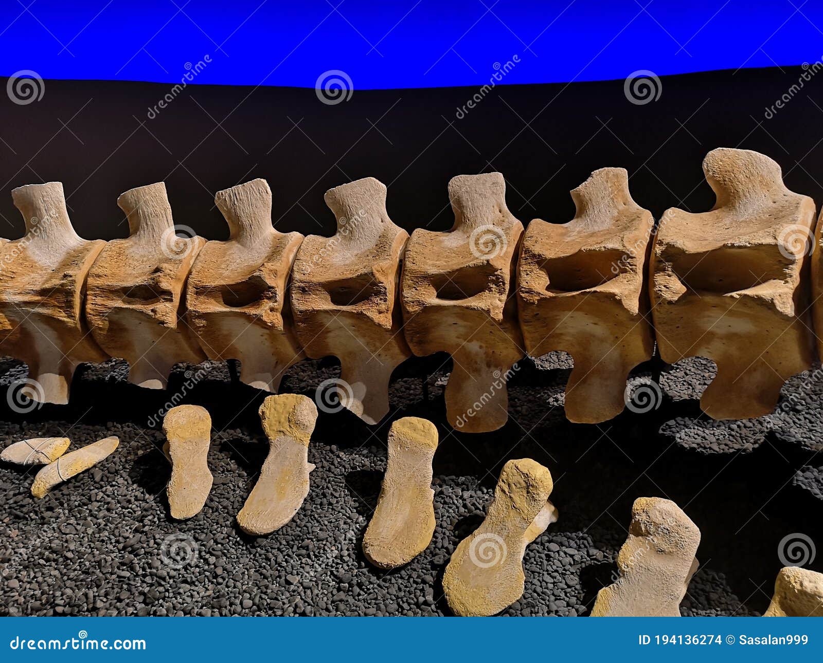 Landmarks of Iceland - Blue Whale Skeleton Editorial Stock Image ...