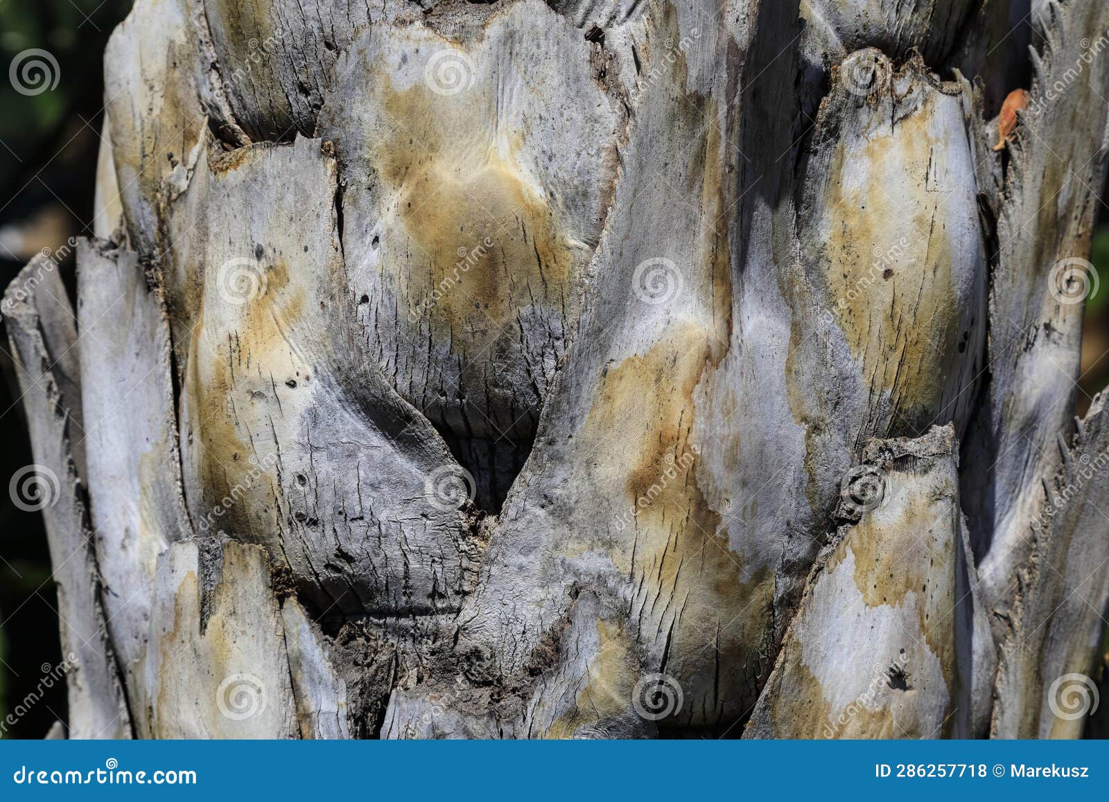 Palm Tree Trunk with Visible Cracks Stock Photo - Image of background ...