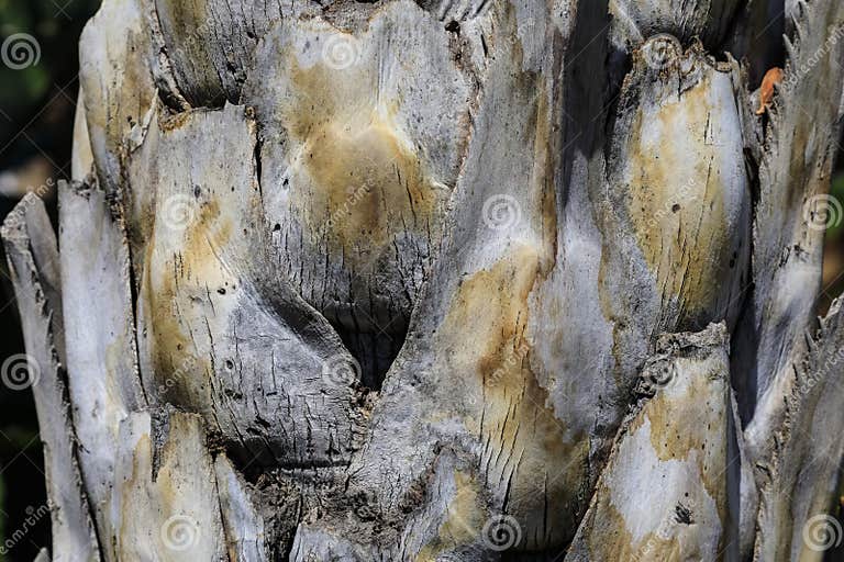 Palm Tree Trunk with Visible Cracks Stock Photo - Image of background ...