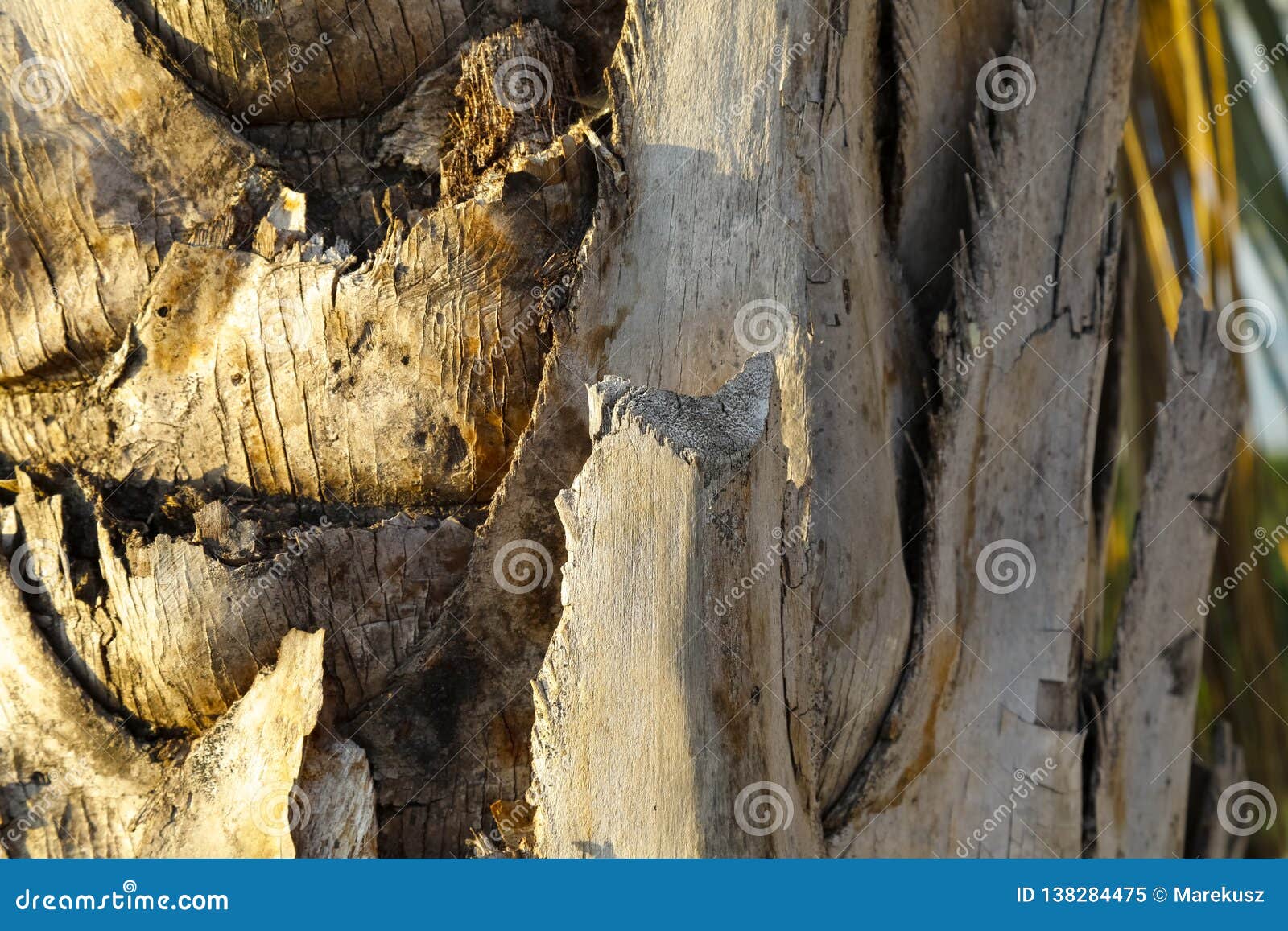 View of a Section of Palm Tree Trunk Stock Image - Image of environment ...