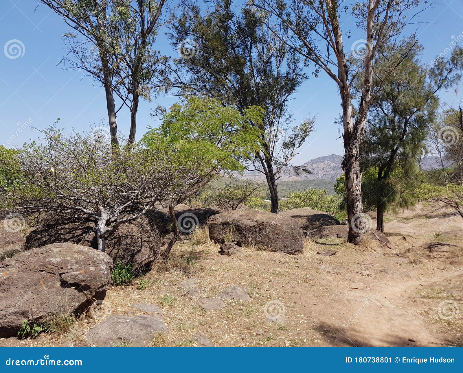 View in the Sentinel Forest, with Several Stones and Trees Stock Image ...