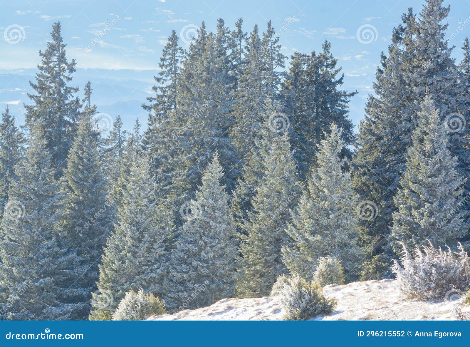 View of Several Fir Trees in Winter Stock Photo - Image of landscape ...