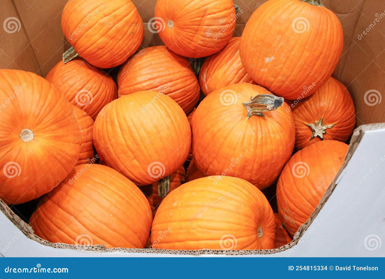 Large pumpkin bin stock photo. Image of merchandise - 254815334