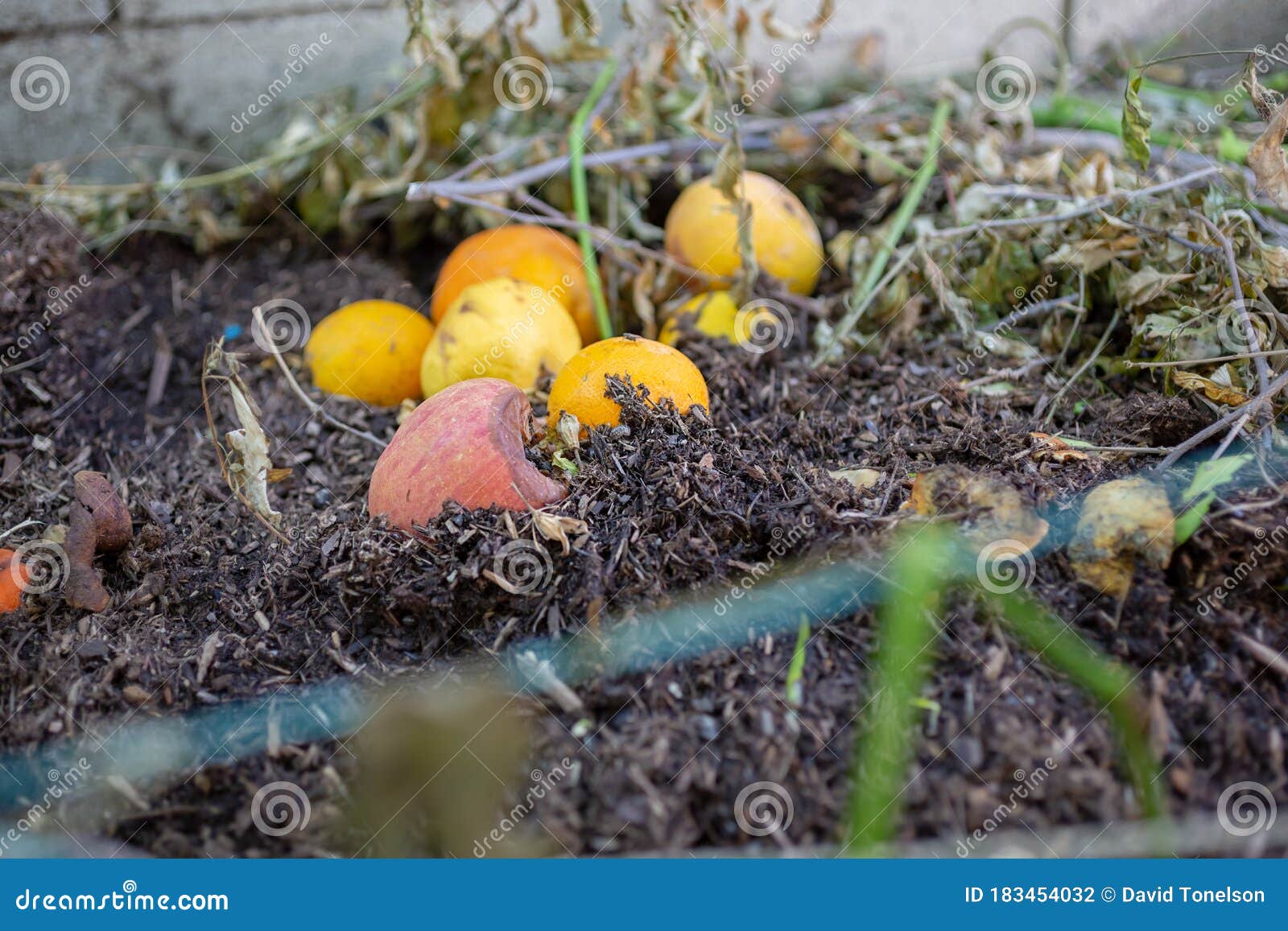 Fruit in compost stock photo. Image of peel, dump, compost - 183454032
