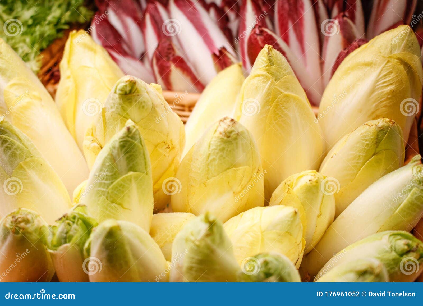 Endive stock photo. Image of organized, cook, leaf, agriculture - 176961052