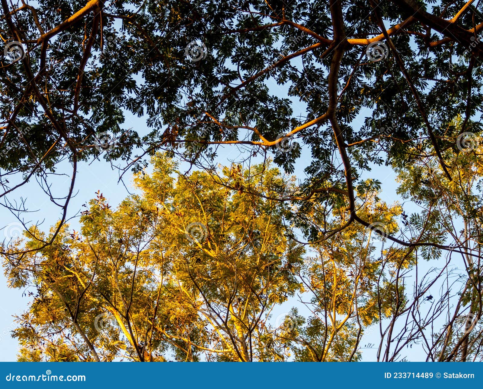 View from the Shade of Tree Canopy To the Tree Stock Image - Image of ...
