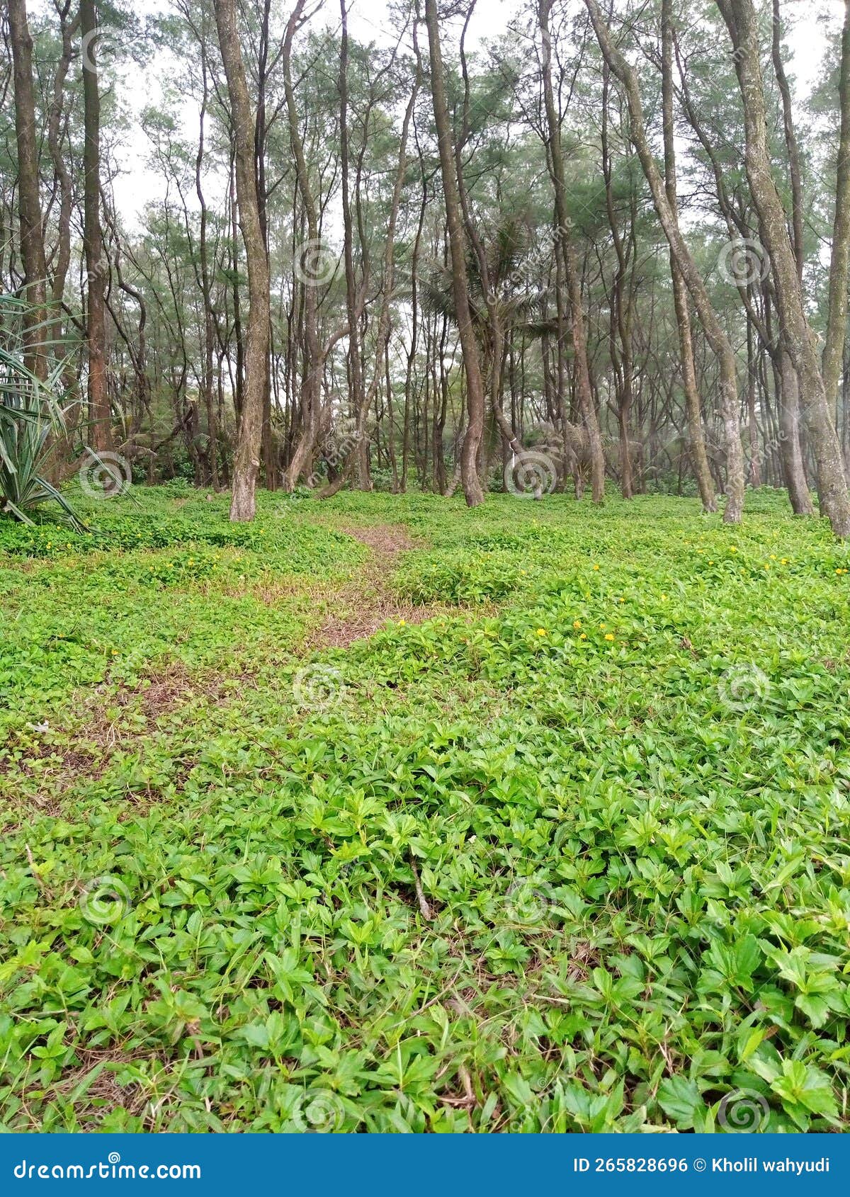 View of a Shady Pine Forest by the Beach. Stock Photo - Image of ...