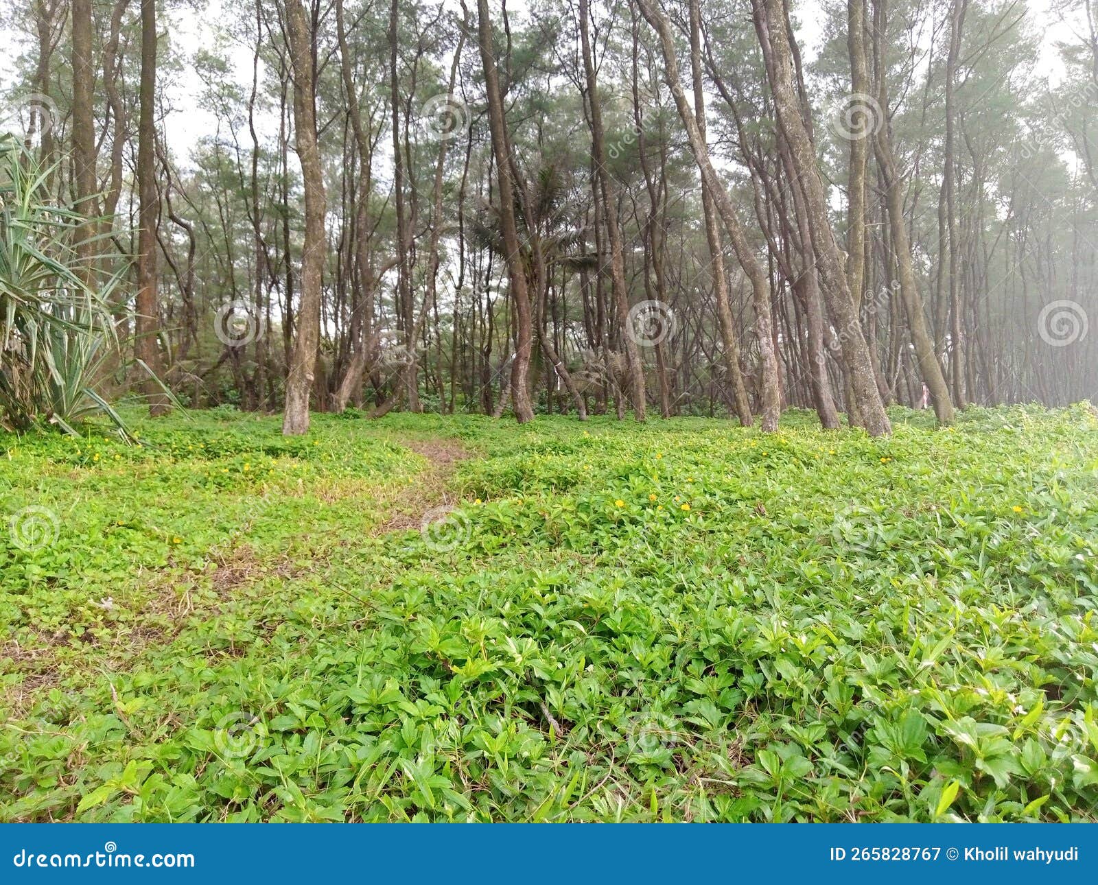 View of a Shady Pine Forest by the Beach. Stock Image - Image of shrub ...