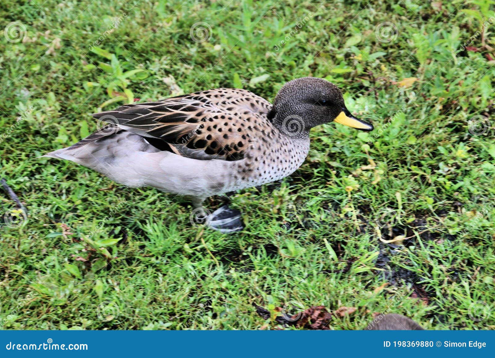 A View of a Sharp Winged Teal Stock Photo - Image of comb, crested ...