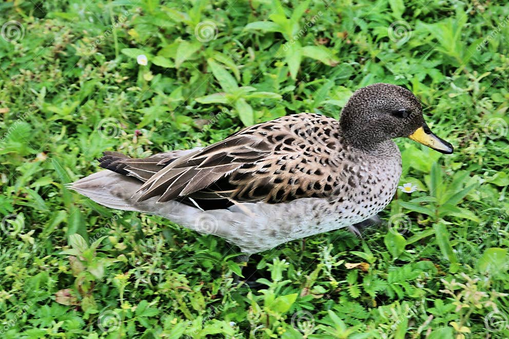 A View of a Sharp Winged Teal Stock Image - Image of female, goldfinch ...