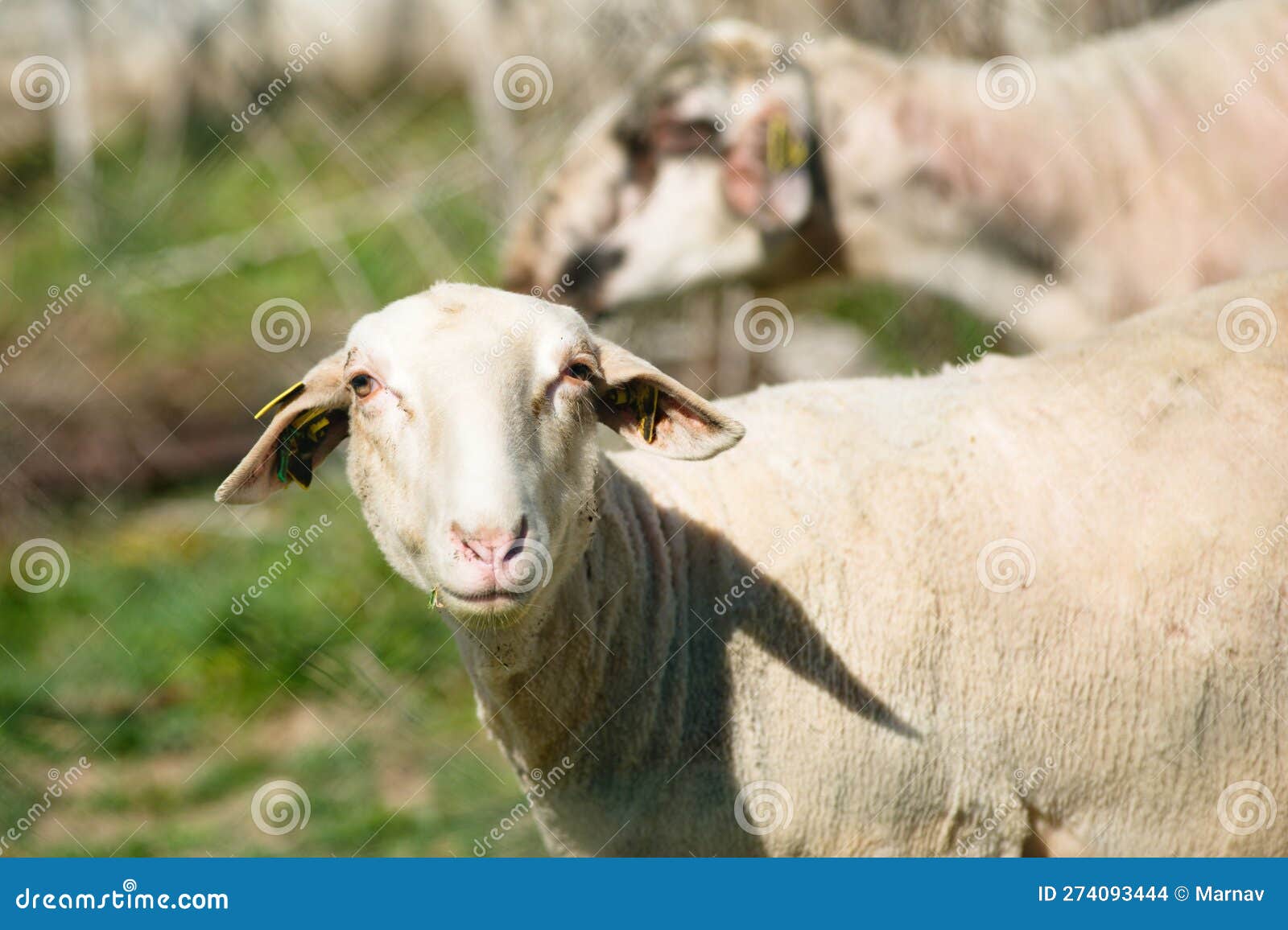 The View of the Sheep Grazing Sheep 4 Stock Photo - Image of sheared ...