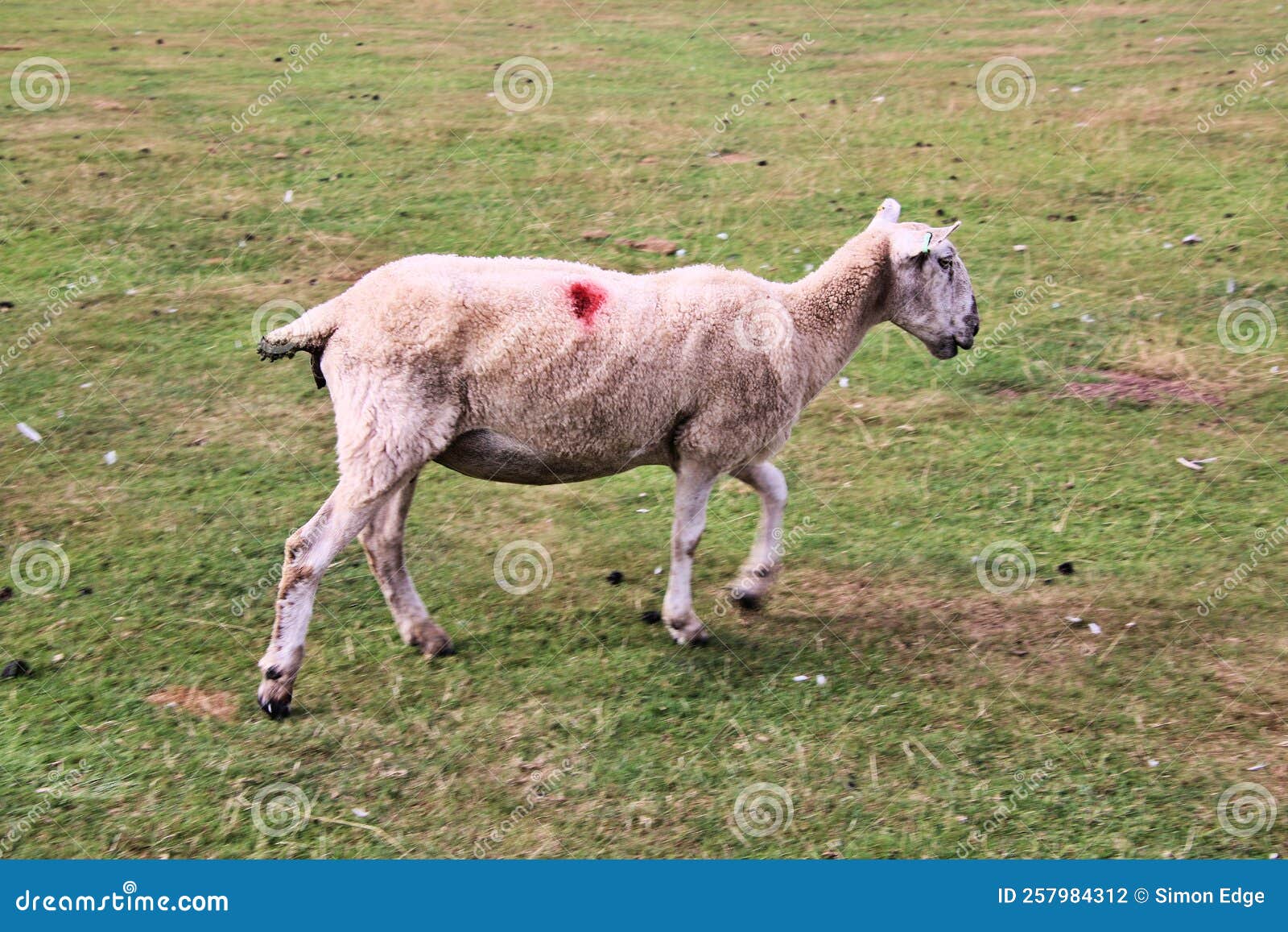 A view of a Sheep stock photo. Image of outdoor, wool - 257984312