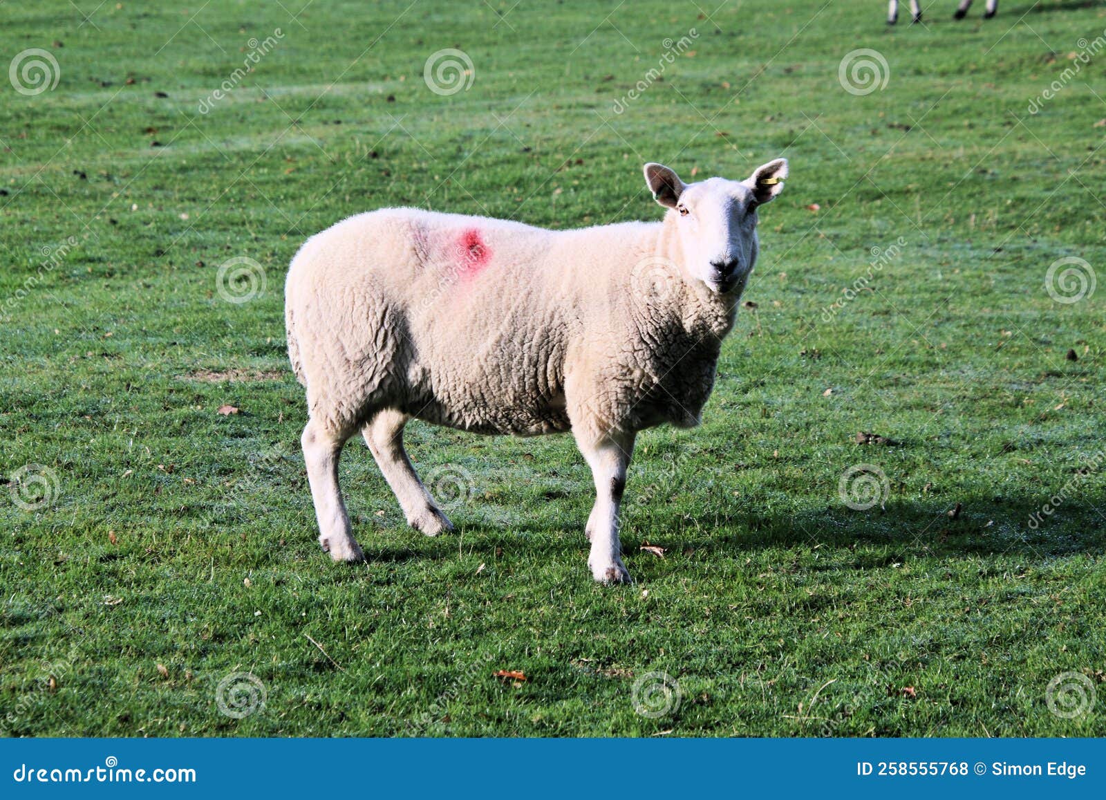 A view of a Sheep stock photo. Image of view, mammal - 258555768